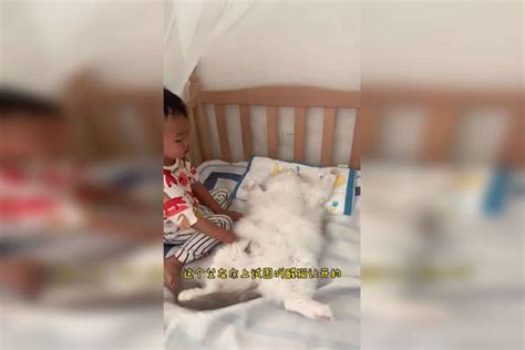 宠物最可爱的样子 和我家猫斗智斗勇的日子 宠物 样子 日子