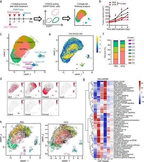 Scrnaseq Reveals Enrichment Of Zip1⁺ Fibroblasts In Llc Tumours