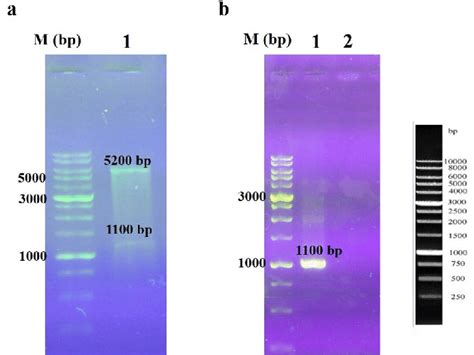 Confirmation Of The Pet 22 Ip 10 Anti Her2 Scfv Plasmid