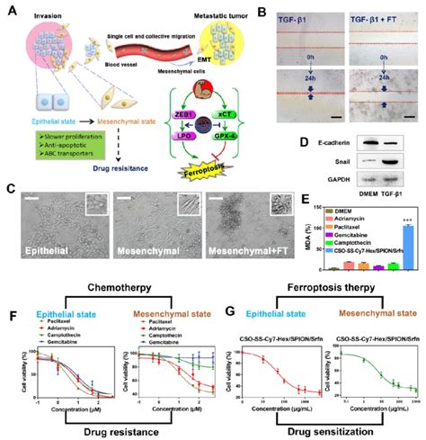 The Mechanism Of EMT And The Efficiency Of FT On EMT Breast Cancer