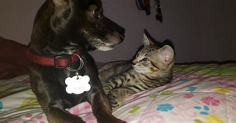 My Derpy Doggo Named Soruyo Album On Imgur