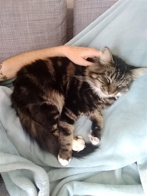 Im Dealing With A Rough Breakup Im Lucky To Have This Floofs