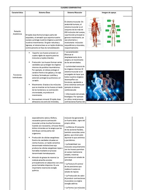 Cuadro Comparativo Sistema Muscular Y Sistema Oseo Músculo Hueso