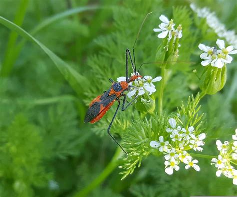 So Are Assassin Kissing Bug Bites Dangerous