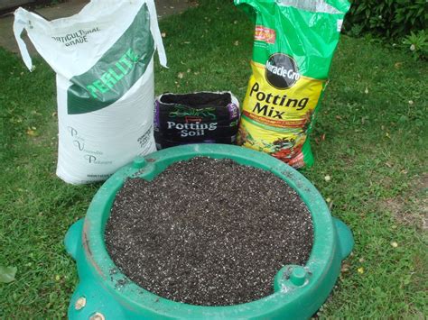 Plant Propagation A Guide To Propagating Propagating Holly By Cuttings