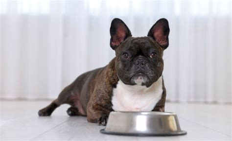 7 Best Dog Food Toppers For Tastier Meals 2025 Reviews