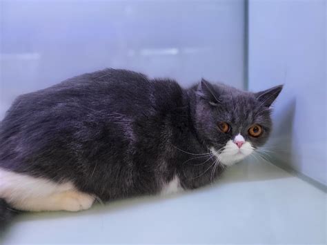 브리티시 대복이 폼스키크기 폼치크기 폼피츠크기 푸숑크기 노르웨이숲크기 데본렉스크기 뱅갈크기 샴크기 셀커크렉스크기 스핑크스크기 아메리칸숏헤어크기 아메리칸컬크기 아비시니안크기