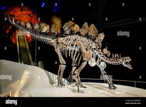 Stegosaurus Fossils