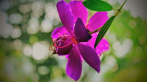 Princess Flower Nature Free Photo On Pixabay Pixabay