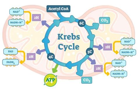 8 Siklus Krebs Yang Patut Diketahui Nasional Katadata Co Id