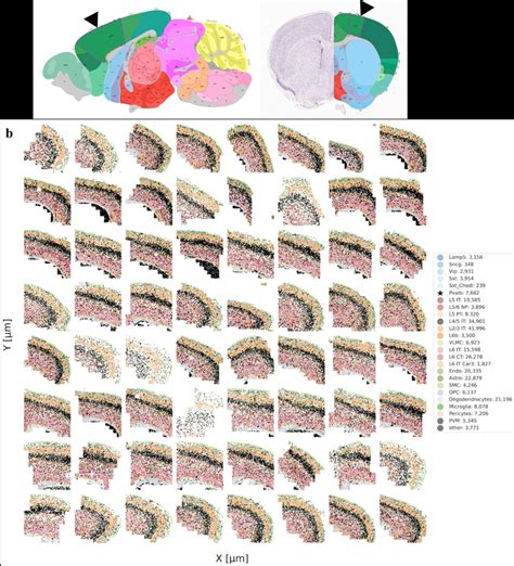 Spatial Localization Of Cell Types In The Mouse Primary Motor Cortex A Download Scientific