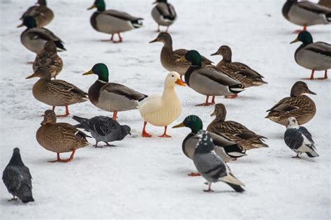 Wild Duck Mallard White Rare Mutant Winter Genetic Mutation Color Stock