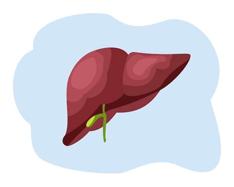 Premium Vector Illustration Of Human Liver Organ Liver Organ Vector
