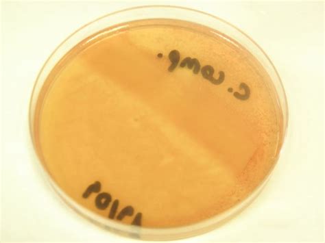 Team Valencia Pruebabea