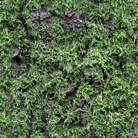 High Resolution Seamless Texture Of A Forest Ground With Moss And Nuts
