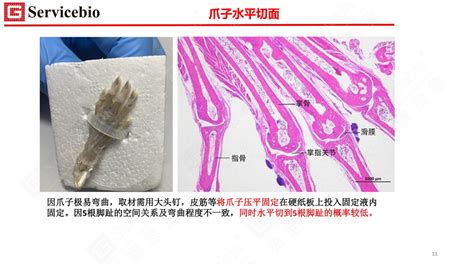 赛维尔生物服务 产品 Servicebio 武汉赛维尔生物科技有限公司