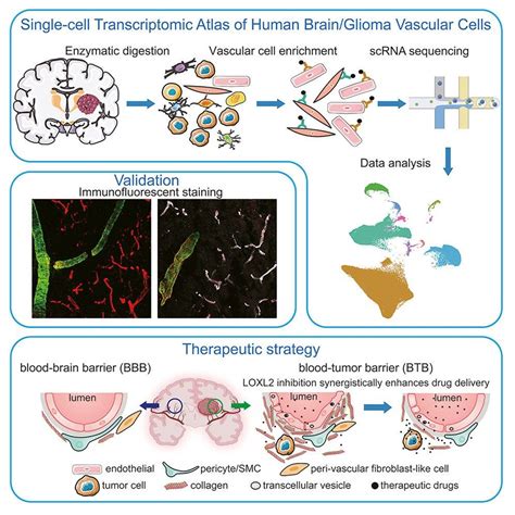 Spatialomics Spatialbiology Singlecellanalysis Singlecell Shaanxinormaluniversity