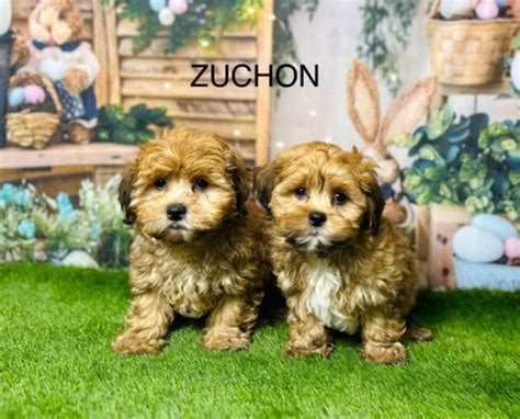 Zuchon Puppies For Sale Near Manchester And Liverpool Douglas Hall Kennels