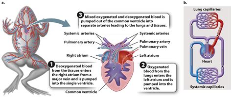 Frog Circulatory System Frog Wikipedia