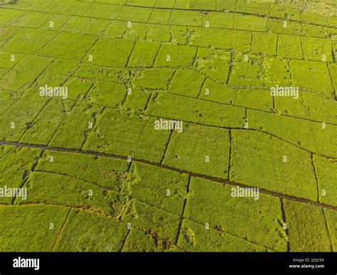 Paddy Rice Green Plantation Field Morning Sunrise Aerial View
