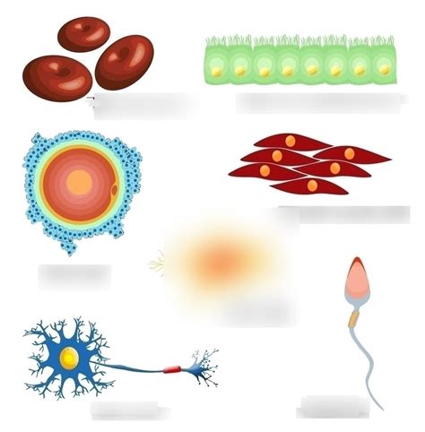 Diagram Of Specialised Cells Basic Quizlet