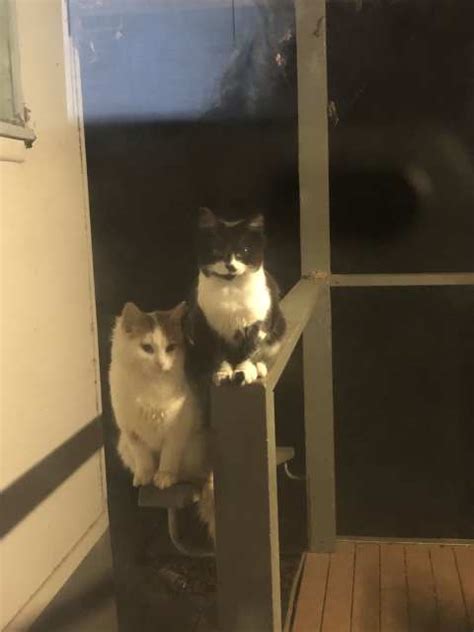 Two Kittens Free To Good Home Cats And Kittens Gumtree Australia
