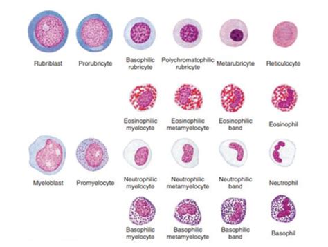 Rubricyte