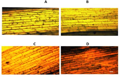 Trypan Blue Staining Of Coleoptile Of 10 Day Seedlings Differing In The