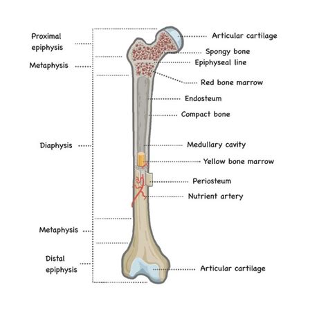 Chemical Makeup Of Human Bone Saubhaya Makeup