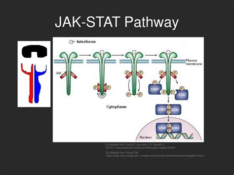 Ppt Modeling The Interferon Signaling Process Of The Immune Response