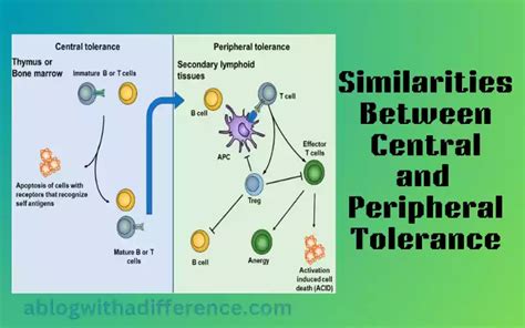 Central And Peripheral Tolerance 5 Solid And Best Difference Dont You