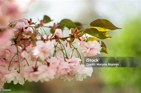 緑のぼやけた背景にピンクの桜の野生の桜の花の葉を持つ枝 まぶしいのストックフォトや画像を多数ご用意 まぶしい ウクライナ カラー