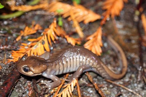 Northwestern Salamander From Arcata Community Forest Arcata Ca Us On