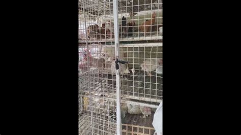 الساسو بـ140 جنيها ارتفاع جديد في أسعار الدواجن في كفر الشيخ والبيضاء