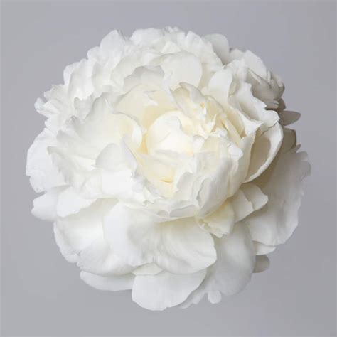 Elsa Sass Peony Care Everything You Need To Know