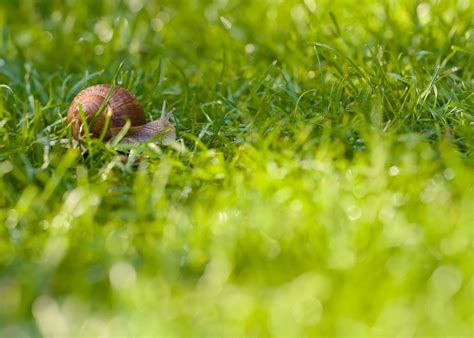 How To Control Snails And Slugs In Your Lawn MyhomeTURF