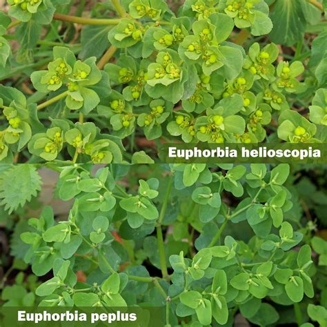 Euphorbia Helioscopia Vs Euphorbia Peplus