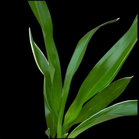Grammatophyllum Scriptum Var Citrinum Variegata A Variegated Orch
