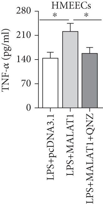 MALAT1 Promotes LPS Or IL 17A Induced Inflammatory Response Through