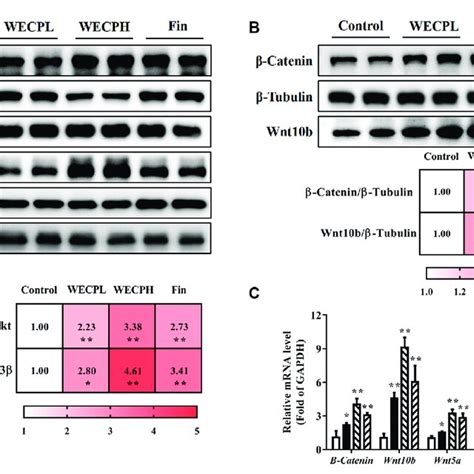 Wecp Activated Aktgsk3ββ Catenin Signaling Pathway In Dpcs Dpcs Were