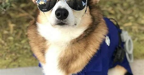 Corgi Cop Album On Imgur