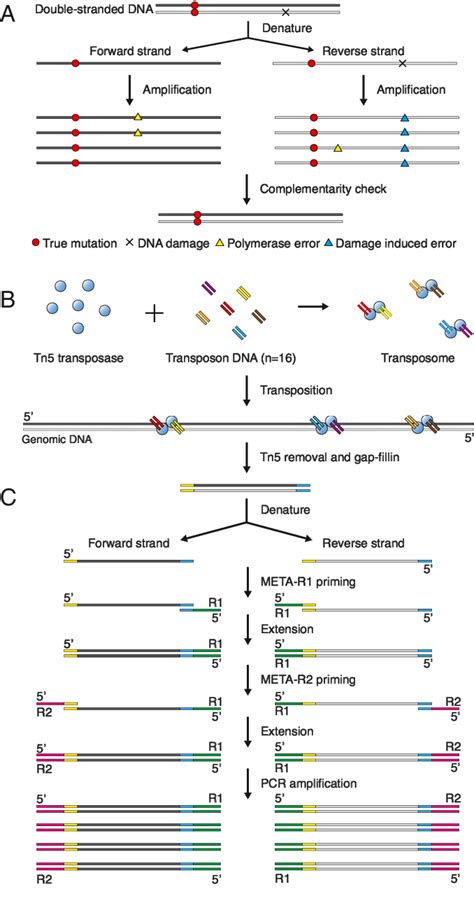 Figure 1 From Accurate Snv Detection In Single Cells By Transposon