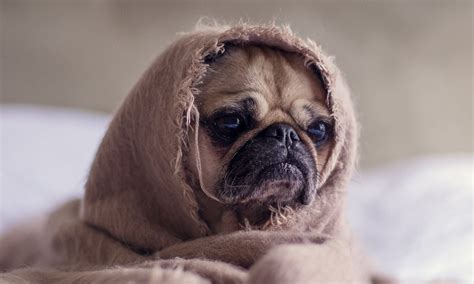 Megaesófago En Perros Qué Es Síntomas Y Tratamiento