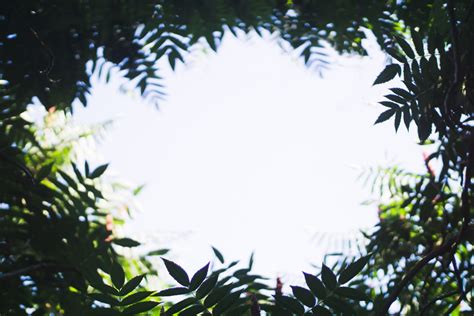 Free Images Tree Nature Forest Branch Light Sunlight Leaf