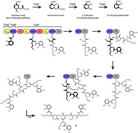 Proposed Biosynthesis Of Turnerbactin Bold Structures Indicate The