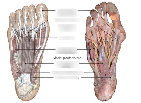 Plantar Foot Musculature Diagram Quizlet
