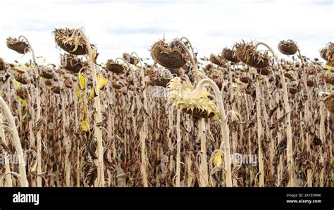 Diseases Of Agricultural Crops Use Of Fungicides And Herbicides To