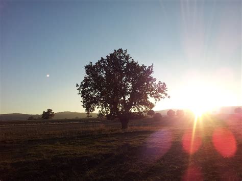Kostenlose Foto Baum Natur Horizont Licht Wolke Himmel Sonne