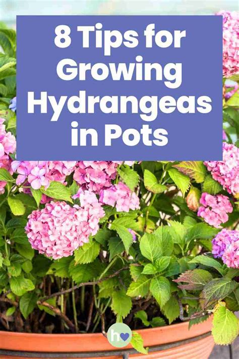 8 Helpful Potted Hydrangea Care Tips Hydrangea Love