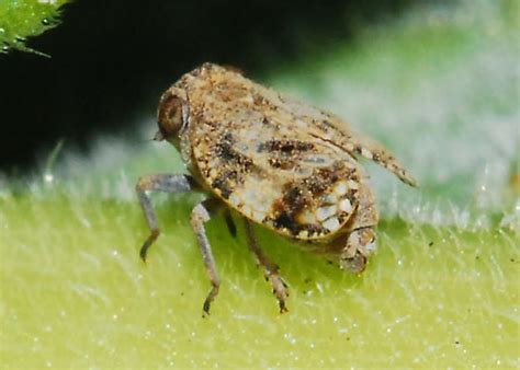 Heap O Hoppers From Nix Dictyobia Semivitrea Bugguidenet